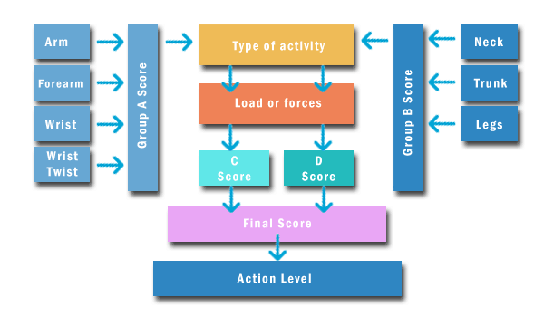 RULA software - Ergonomics Software for Worksites.
